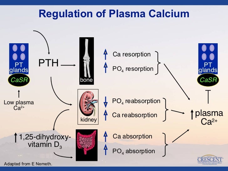 PTH - Chronic Renal Failure