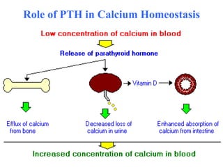 Pth and ca | PPT