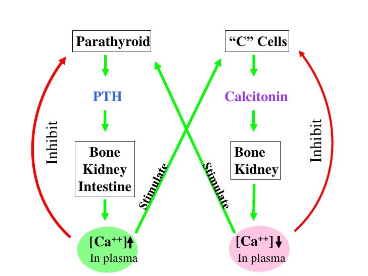 Pth and ca