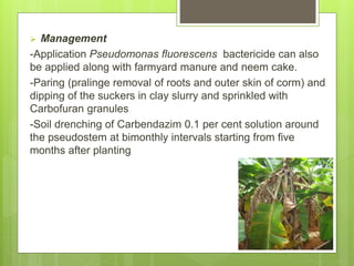 pest and diseases of native india and their management | PPTX