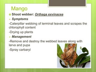 pest and diseases of native india and their management | PPT