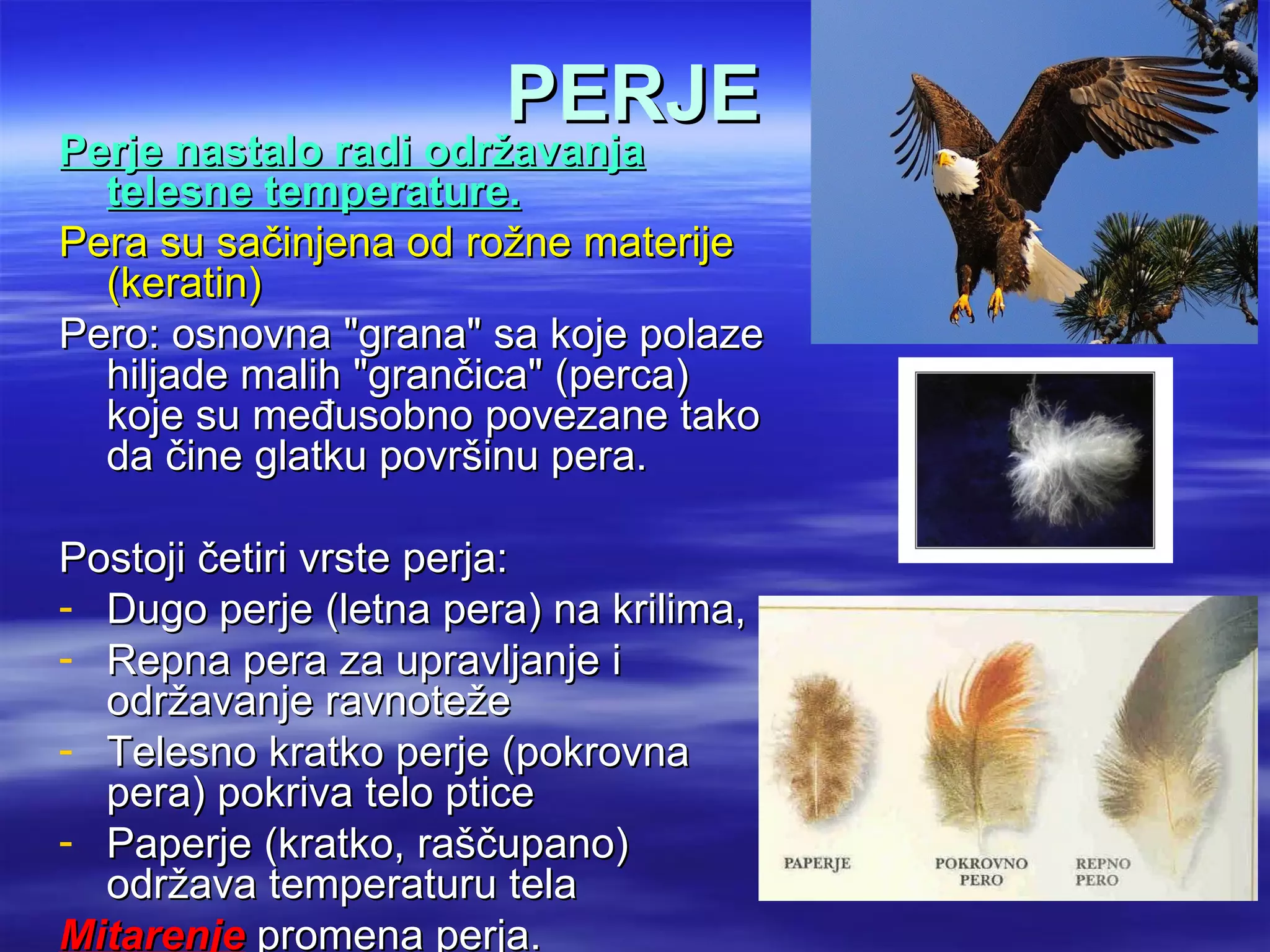 Ptice | PPT