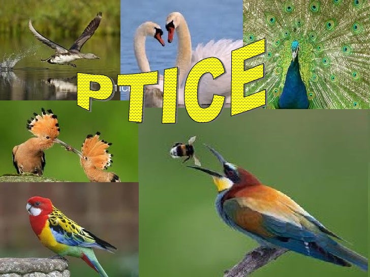 Ptice