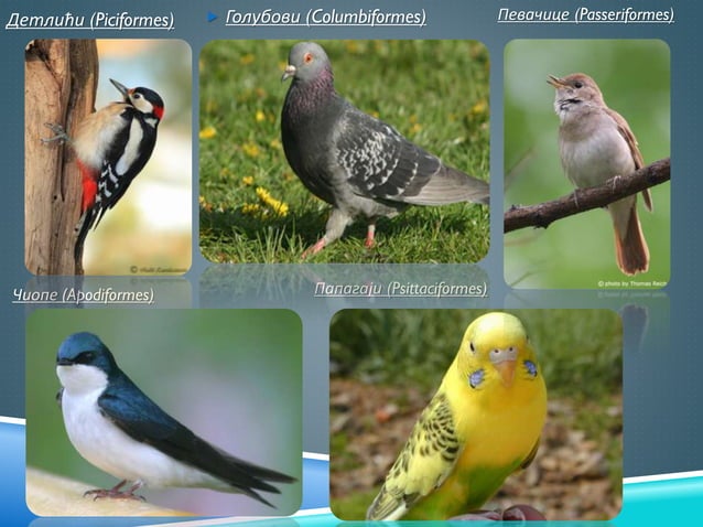 Ptice | PPT