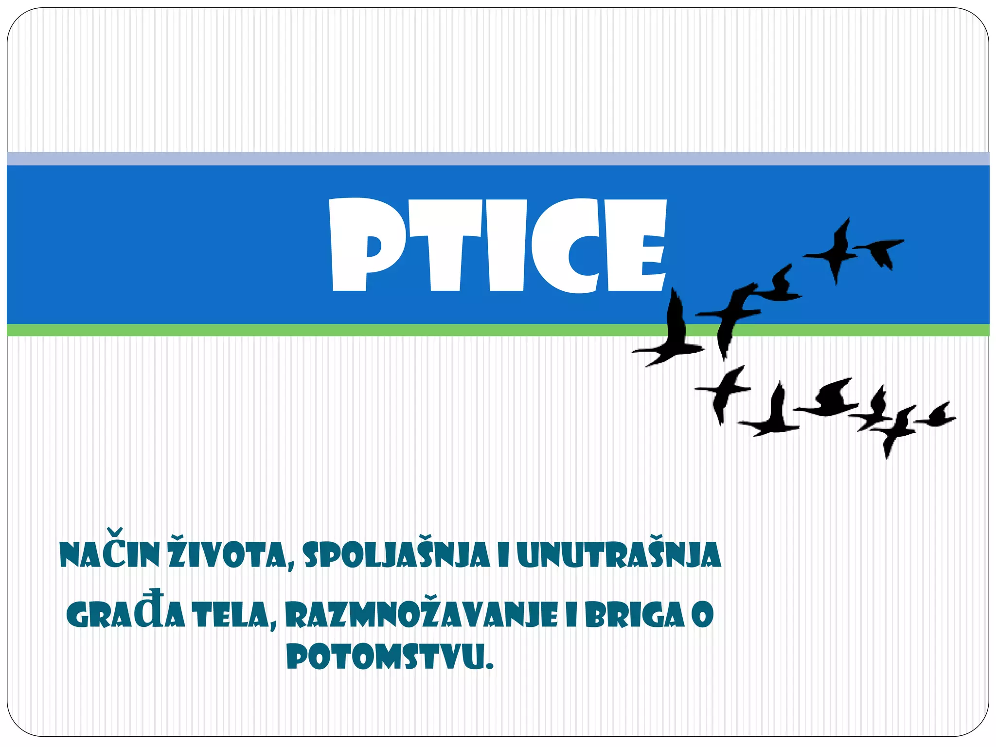 Ptice | PPTX