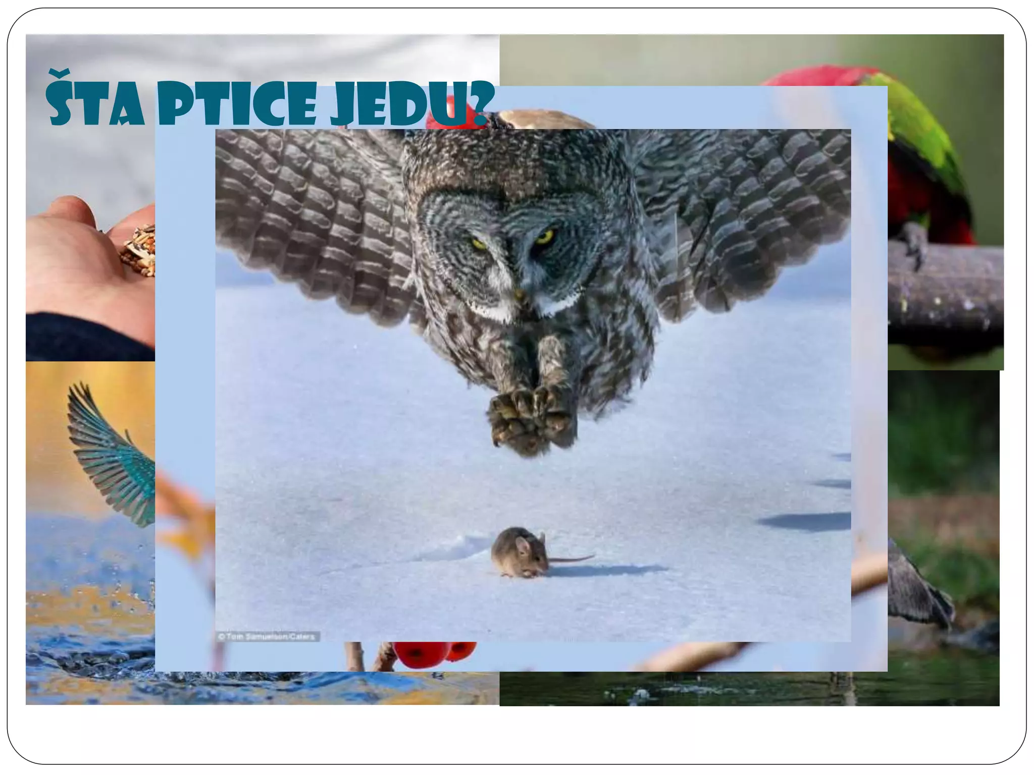 Ptice | PPTX