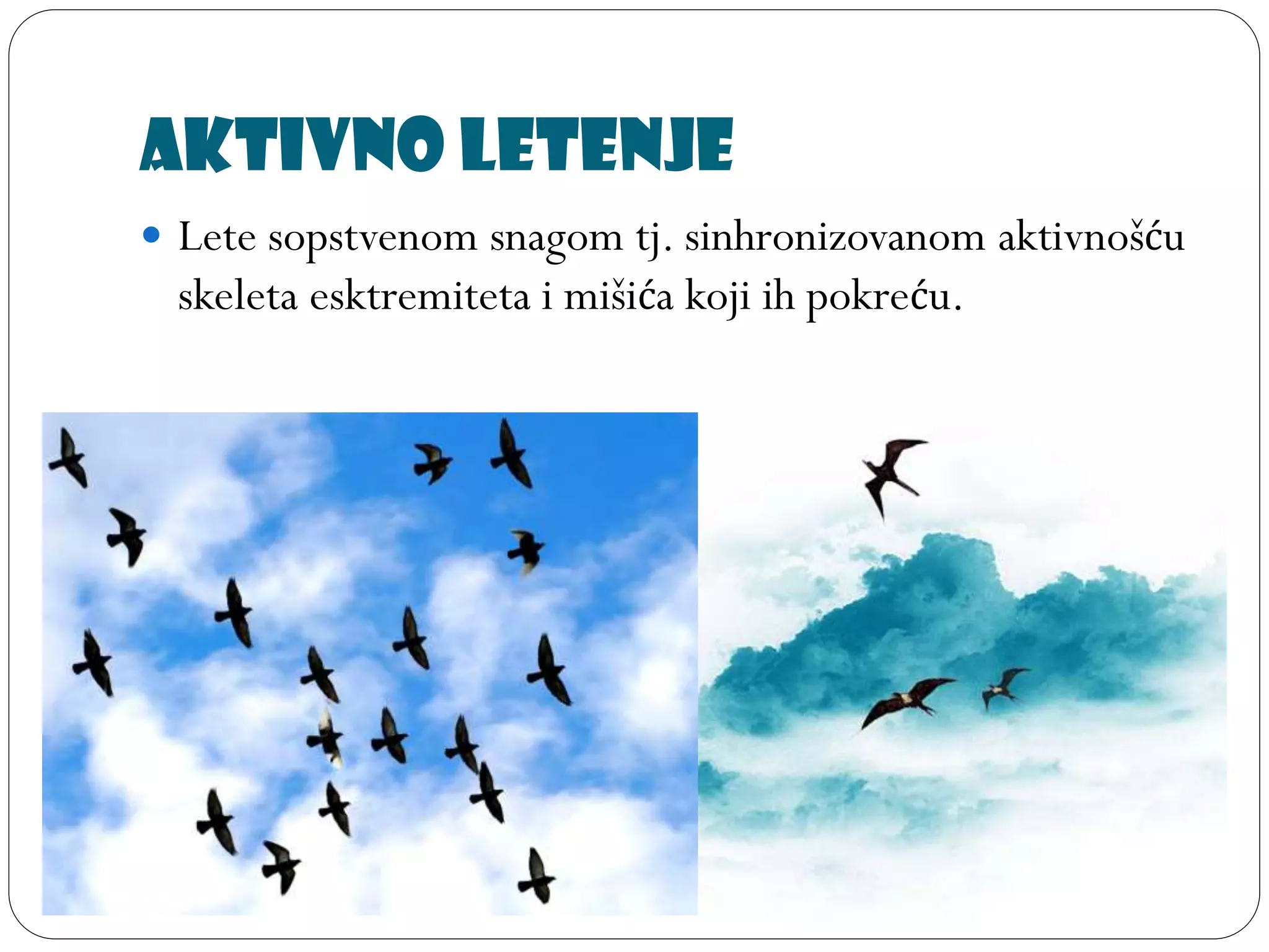 Ptice | PPTX