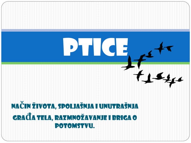 Ptice | PPTX