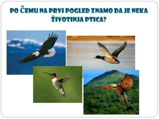 Ptice | PPTX