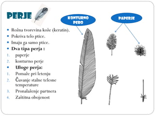 Ptice | PPTX