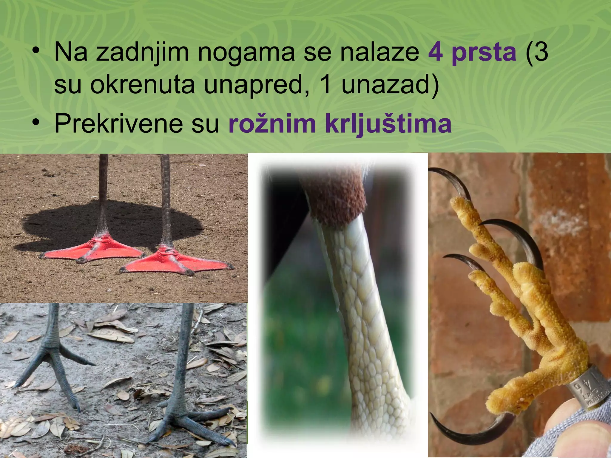 Ptice | PPT