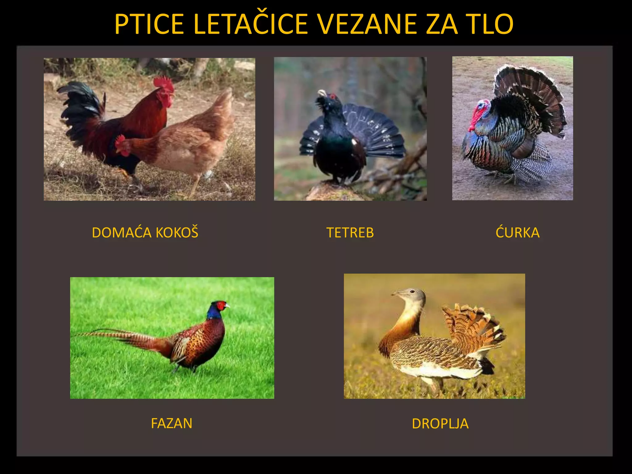 Ptice- raznovrsnost | PPTX