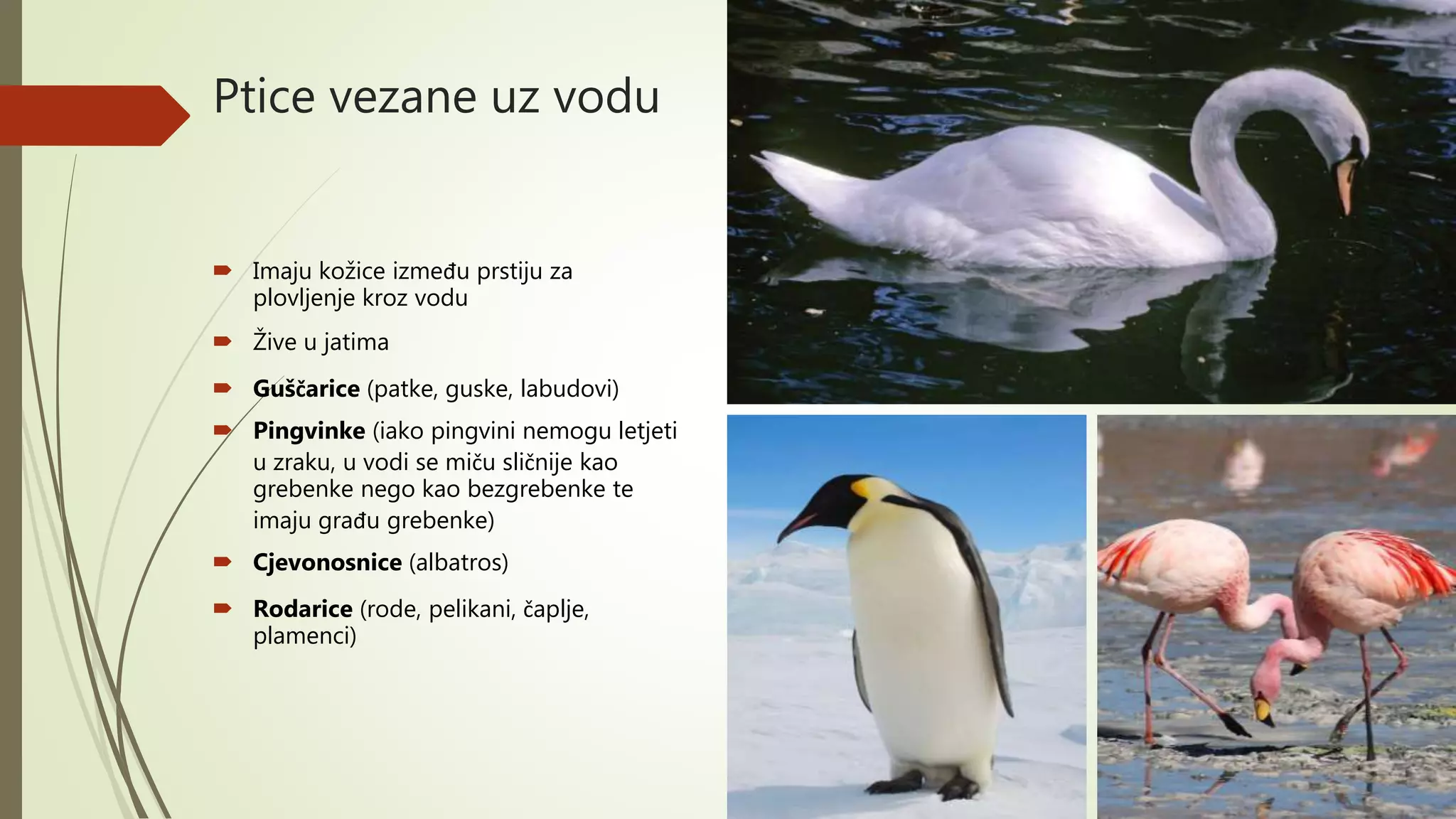 Podijela ptica | PPTX