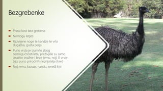 Podijela ptica | PPTX