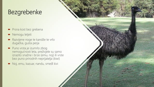 Podijela ptica | PPTX