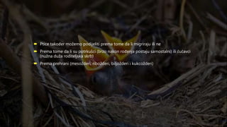 Podijela ptica | PPTX