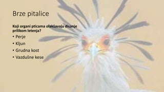 Ptice | PPTX
