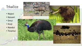 Ptice | PPTX