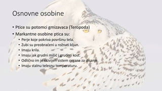 Ptice | PPTX