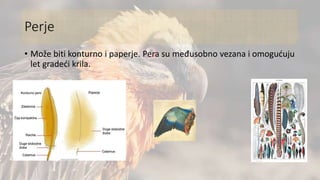 Ptice | PPTX