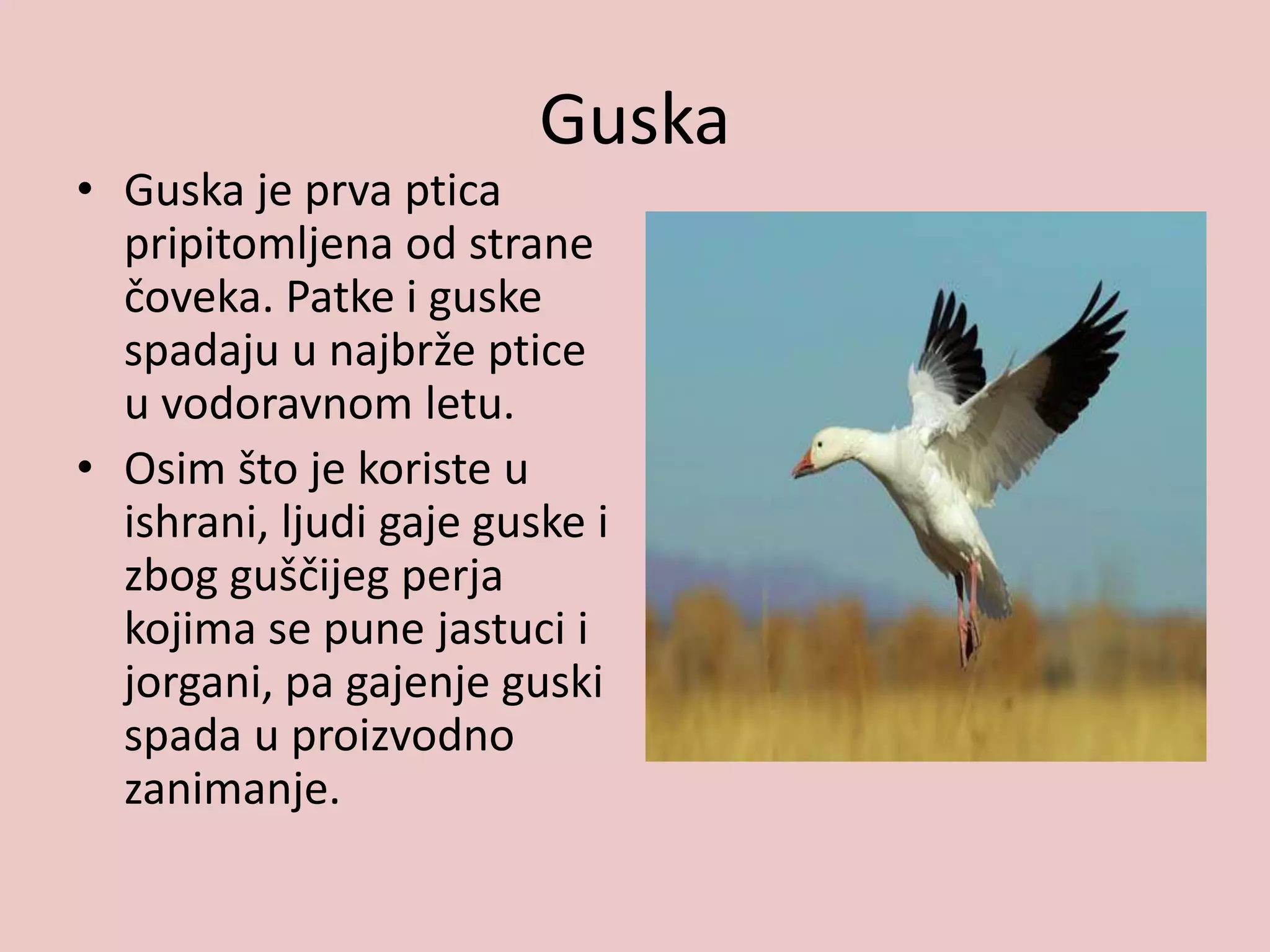 Ptice prezentacija 6.razred | PPTX