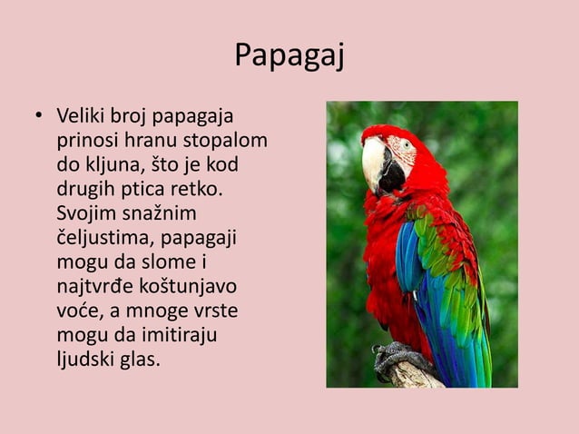 Ptice prezentacija 6.razred | PPTX