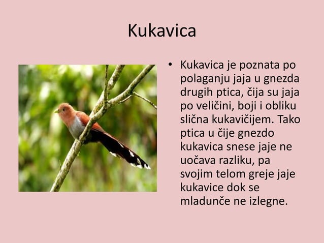 Ptice prezentacija 6.razred | PPTX