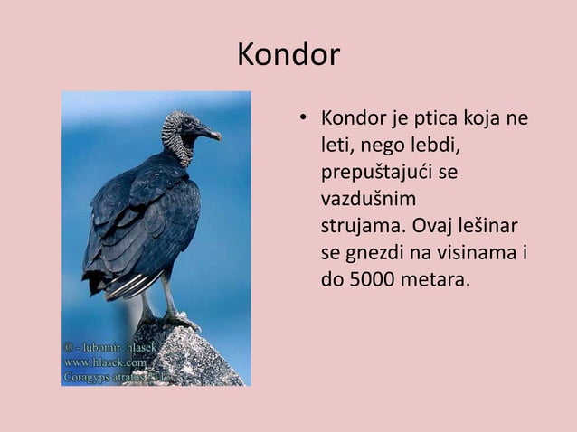 Ptice prezentacija 6.razred | PPTX