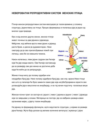 Ptice (Aves) | DOCX