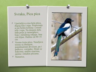 Ptice našeg kraja | PPT