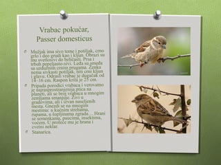 Ptice našeg kraja | PPT