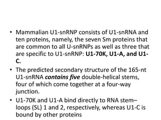 POST TRANSCRIPTIONAL MODIFICATIONS IN EUKARYOTES | PPTX