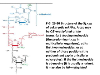 POST TRANSCRIPTIONAL MODIFICATIONS IN EUKARYOTES | PPTX