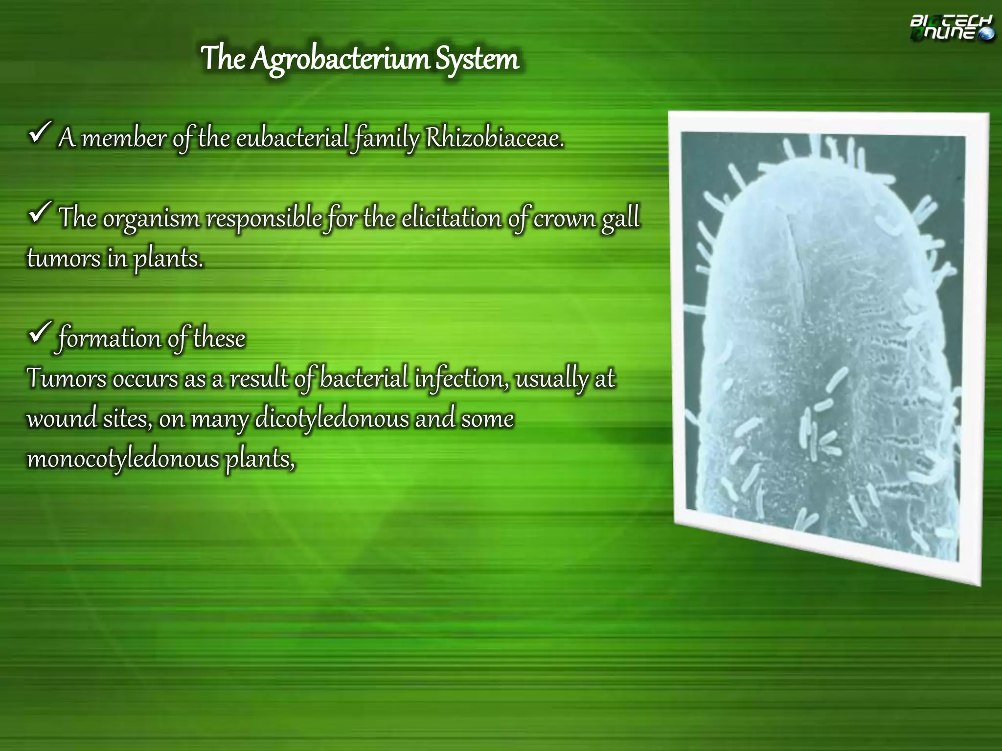 Plant Transformation Methods | PPT
