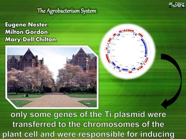 Plant Transformation Methods | PPT