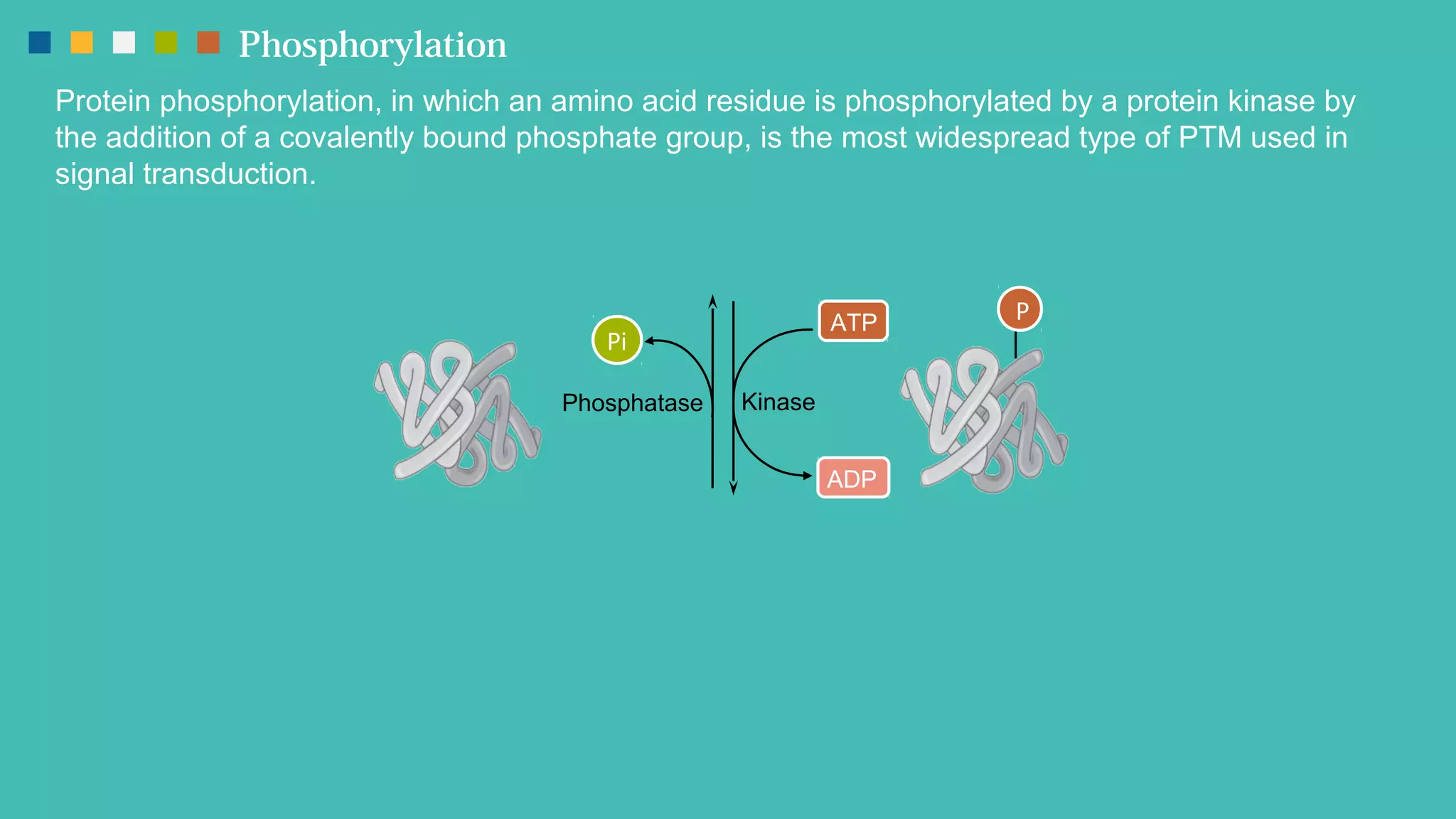 Brief introduction of post-translational modifications (PTMs) | PPT