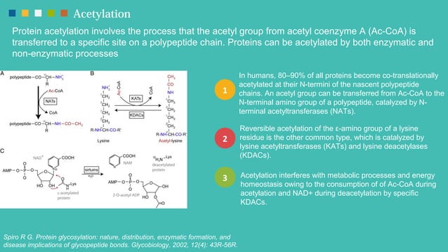 Brief Introduction Of Post Translational Modifications Ptms