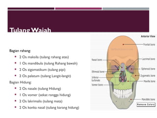 Ptm 1 Anatomi, Fisiologi, dan Patofisiologi Sistem Muskuloskeletal.pptx