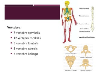 Ptm 1 Anatomi, Fisiologi, dan Patofisiologi Sistem Muskuloskeletal.pptx
