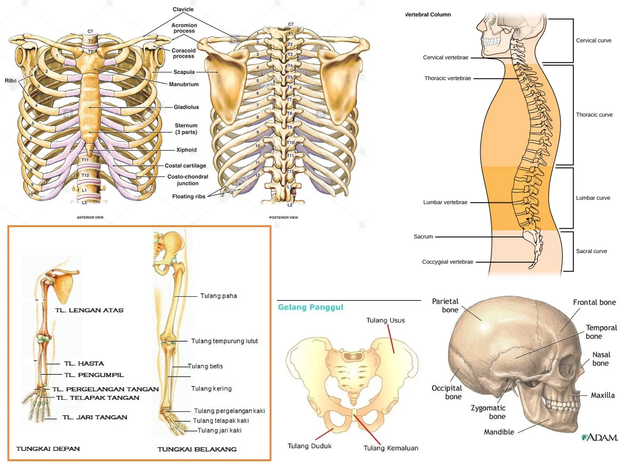Ptm 6 anatomi Sistem Muskuloskeletal.ppt