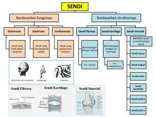 Ptm 6 anatomi Sistem Muskuloskeletal.ppt