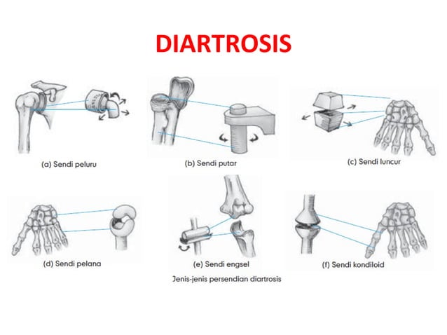 Ptm 6 anatomi Sistem Muskuloskeletal.ppt