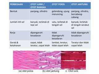 Ptm 6 anatomi Sistem Muskuloskeletal.ppt