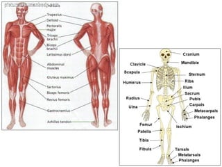 Ptm 6 anatomi Sistem Muskuloskeletal.ppt