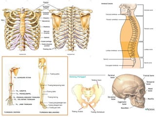 Ptm 6 anatomi Sistem Muskuloskeletal.ppt