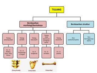 Ptm 6 anatomi Sistem Muskuloskeletal.ppt