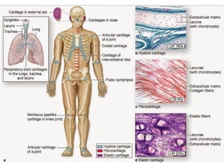 Ptm 6 anatomi Sistem Muskuloskeletal.ppt