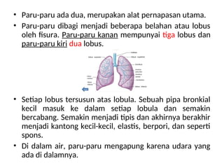 Pertemuan 6 anatomi Sistem Respirasi.ppt