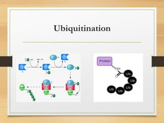 post-translational modification | PPTX