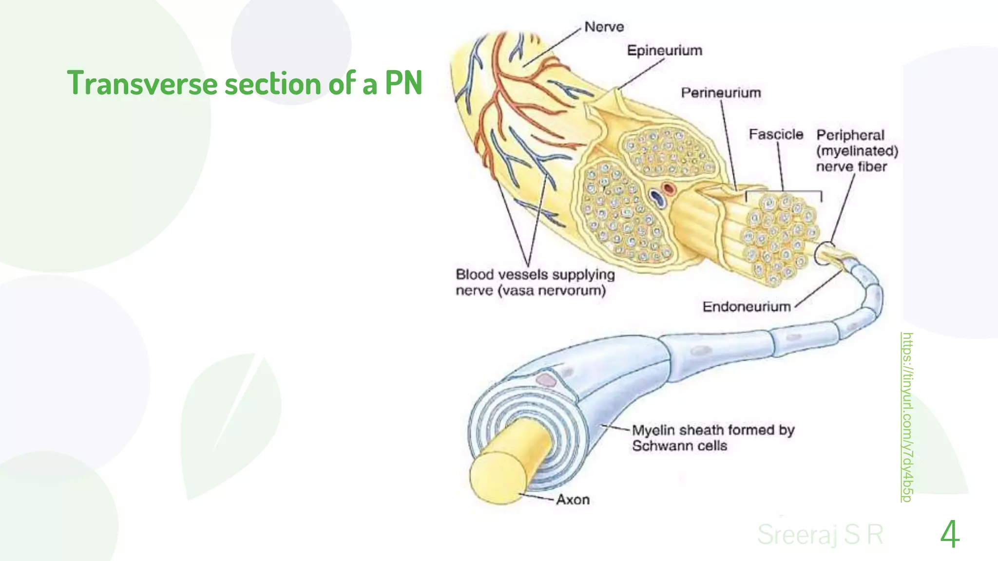 Physiotherapy Management in Peripheral nerve & Plexus injuries | PPTX